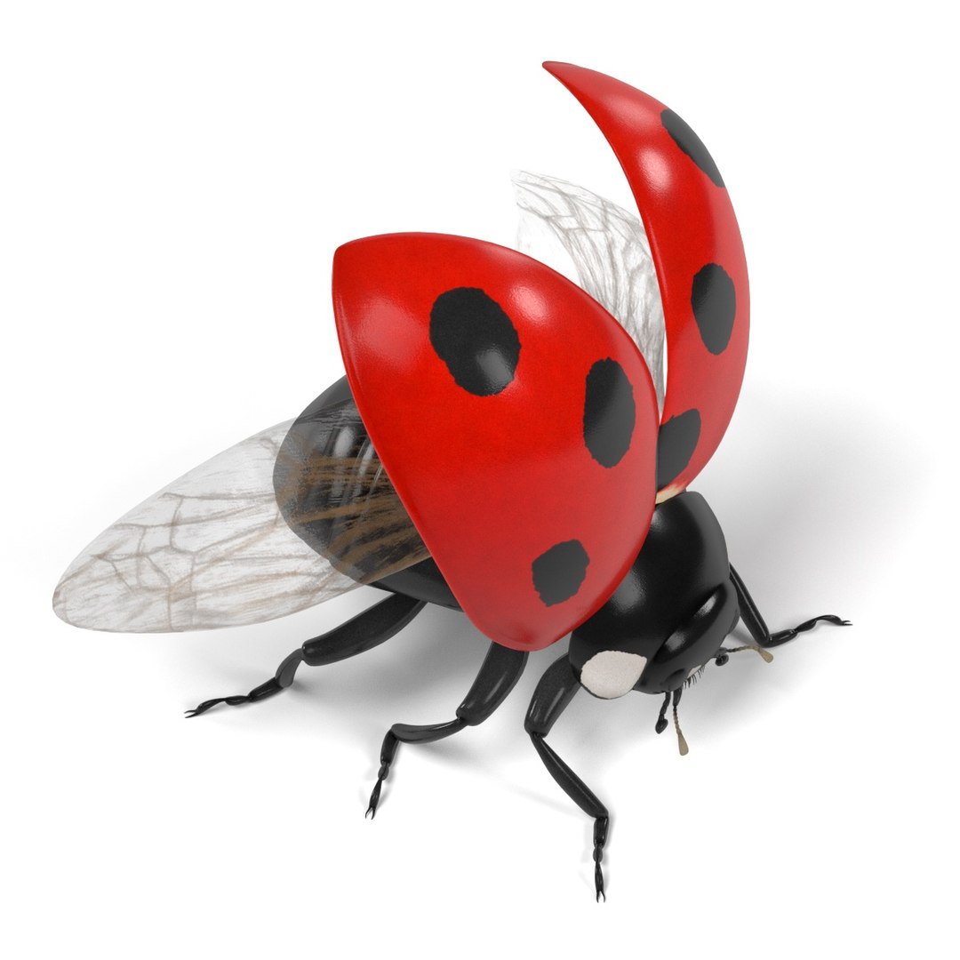 common insect 3d 3ds