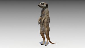 3D Meerkat Models - Browse & Download Formats - TurboSquid
