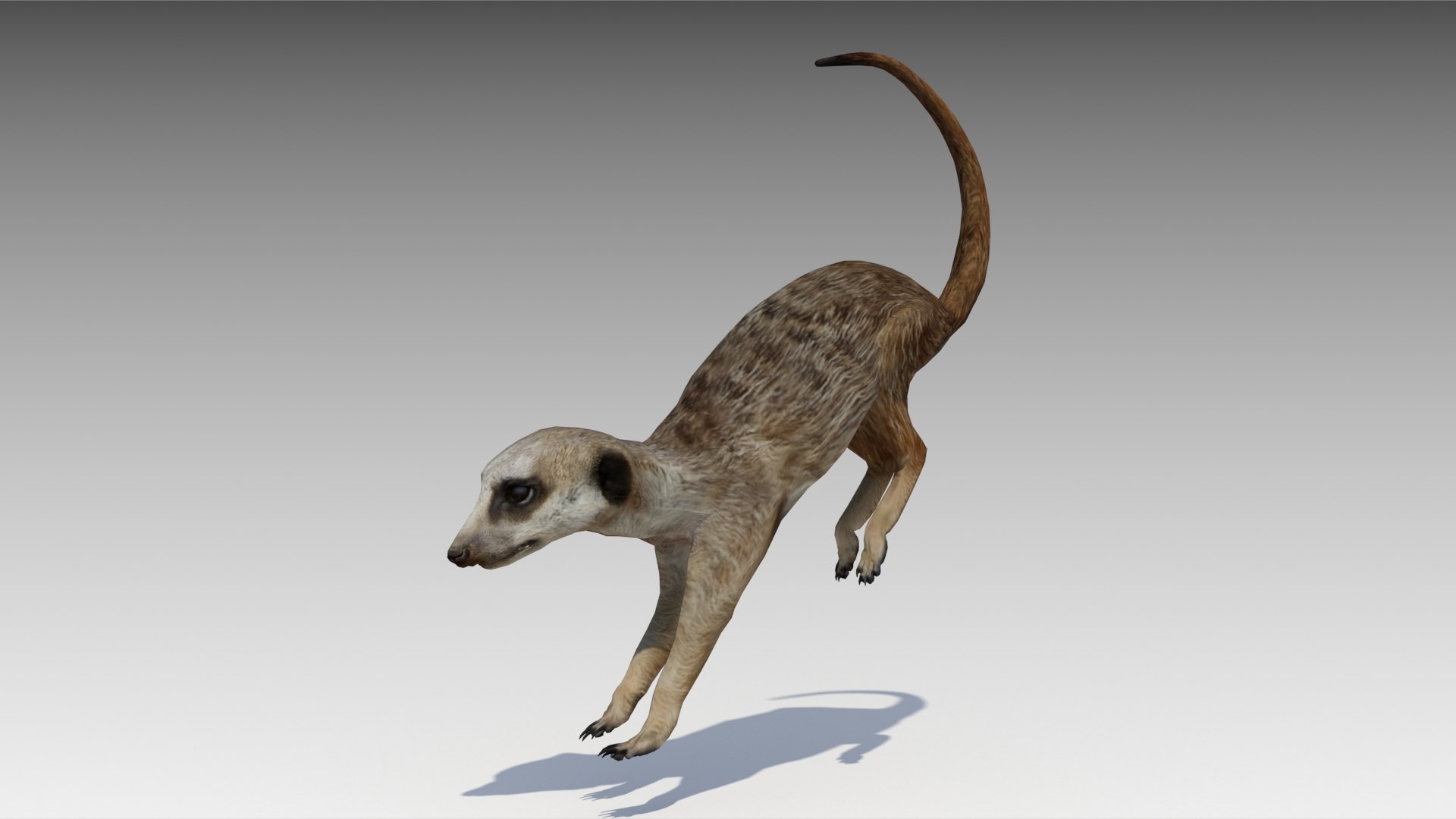 3D Meerkat Animations - TurboSquid 1648136
