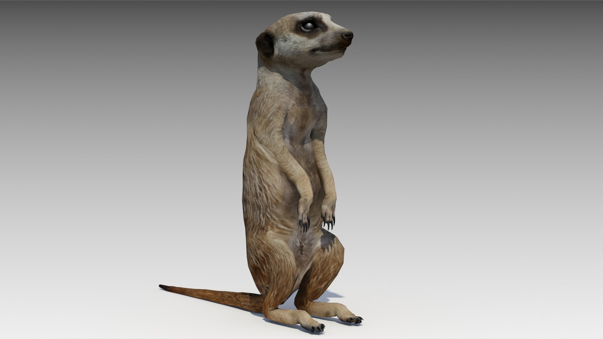 3D Meerkat Animations - TurboSquid 1648136