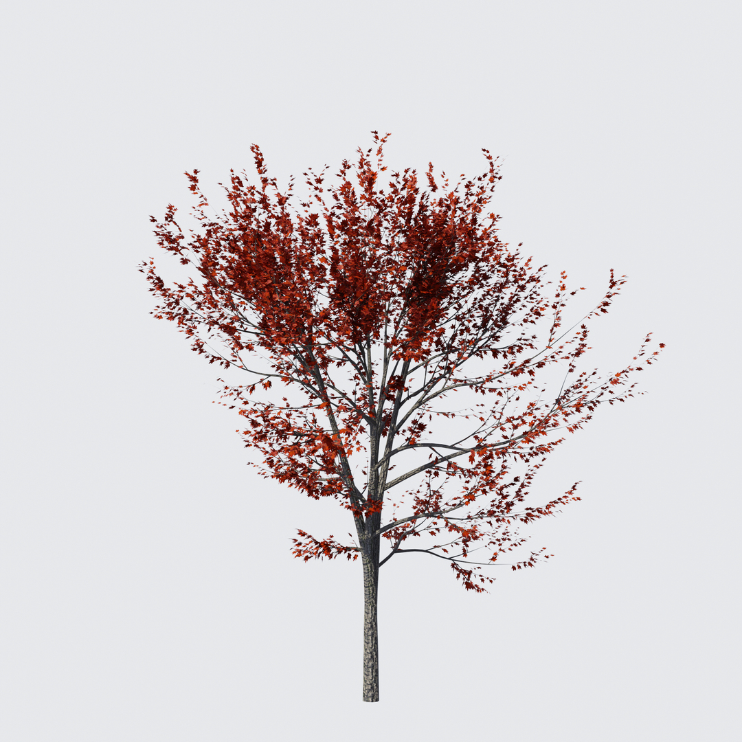 3D Maple Tree Set 02 - TurboSquid 2381057