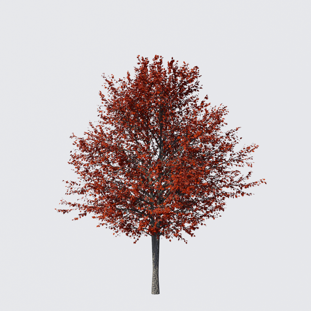 3D Maple Tree Set 02 - TurboSquid 2381057