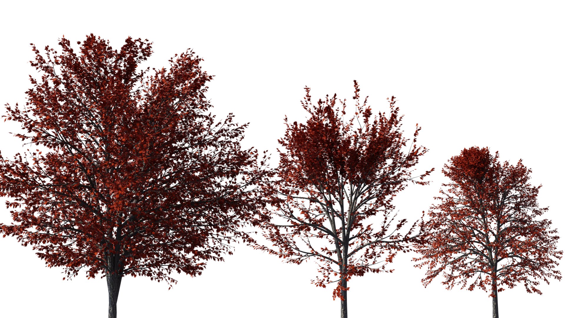 3D Maple Tree Set 02 - TurboSquid 2381057