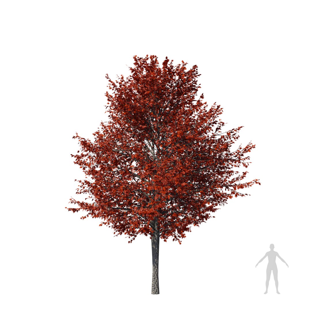 3D Maple Tree Set 02 - TurboSquid 2381057