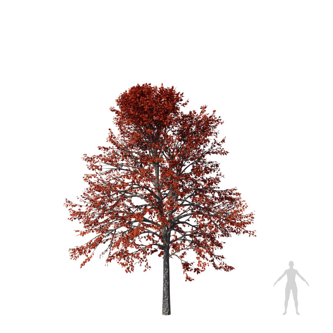 3D Maple Tree Set 02 - TurboSquid 2381057