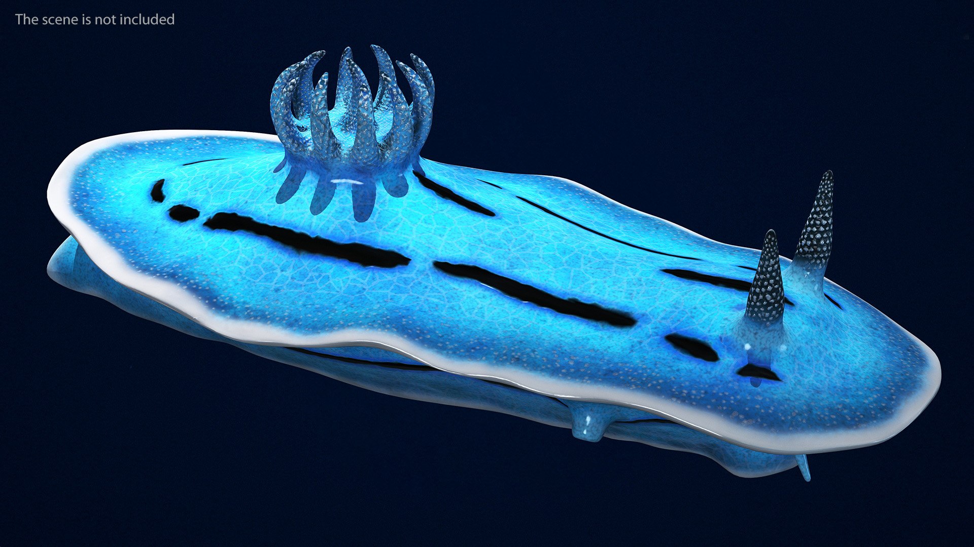 3D Blue Sea Slug Rigged Model - TurboSquid 2191656