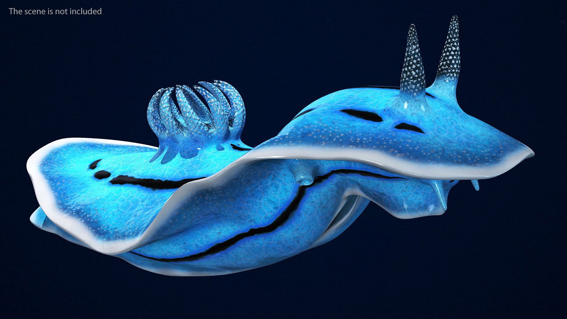 3D Blue Sea Slug Rigged Model - TurboSquid 2191656
