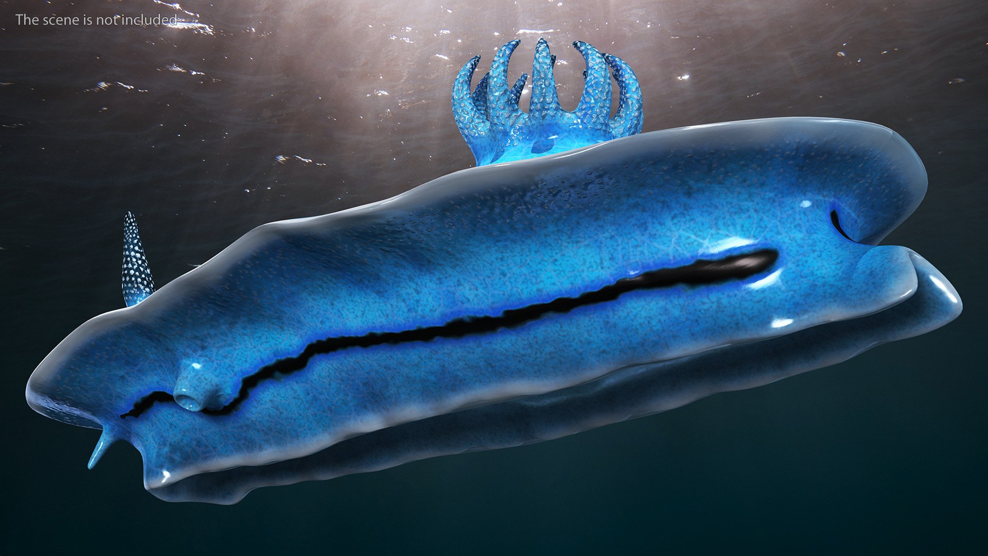 3D Blue Sea Slug Rigged Model - TurboSquid 2191656