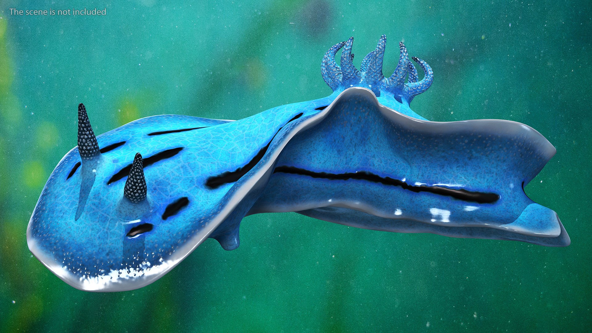 3D Blue Sea Slug Rigged Model - TurboSquid 2191656