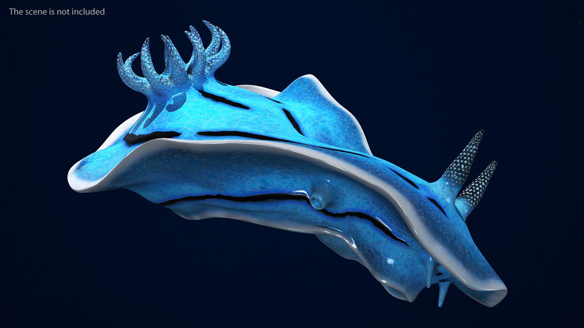 3D Blue Sea Slug Rigged Model - TurboSquid 2191656