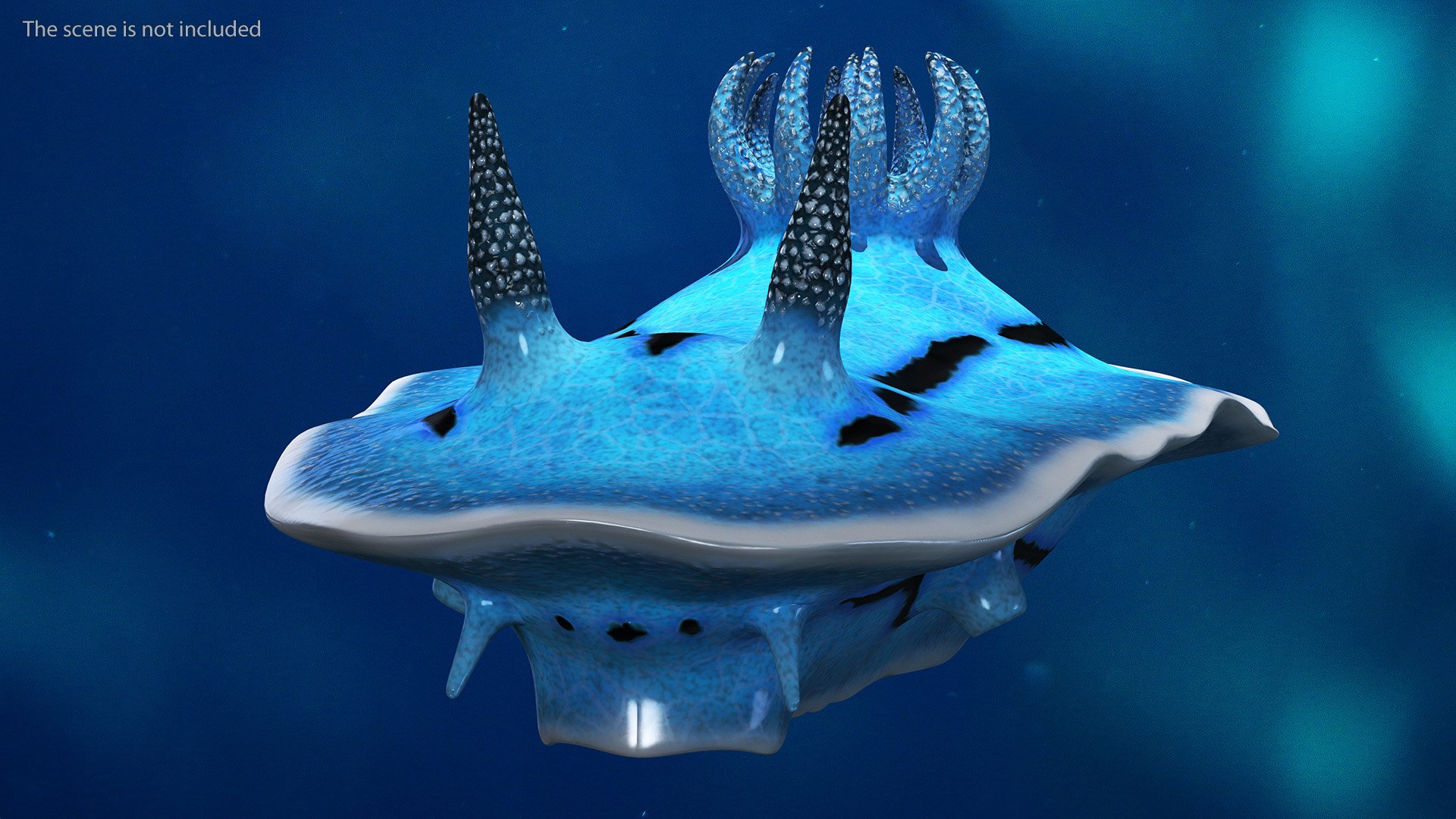 3D Blue Sea Slug Rigged Model - TurboSquid 2191656