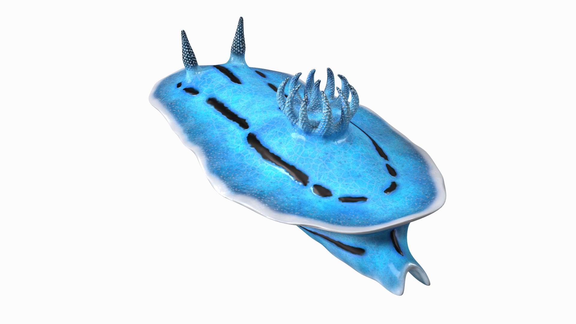 3D Blue Sea Slug Rigged Model - TurboSquid 2191656