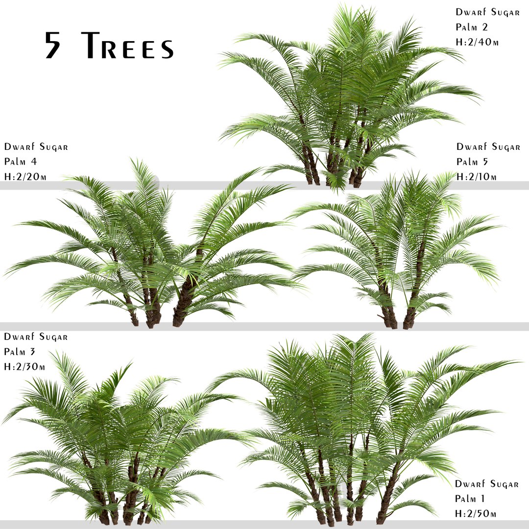 Set Of Dwarf Sugar Palm Or Arenga Engleri Trees - 2 Trees 3D Model ...