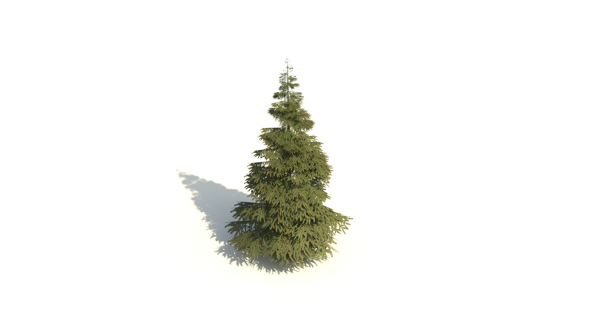 3D Spruce Tree V3 Model - TurboSquid 2317862