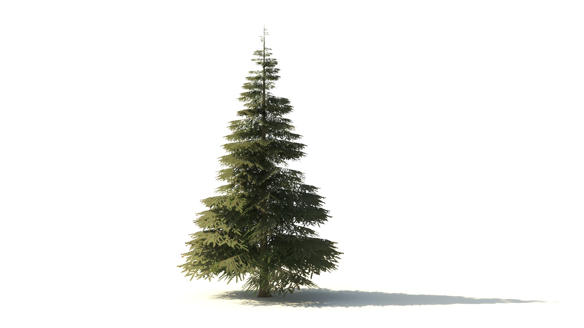 3D Spruce Tree V3 Model - TurboSquid 2317862