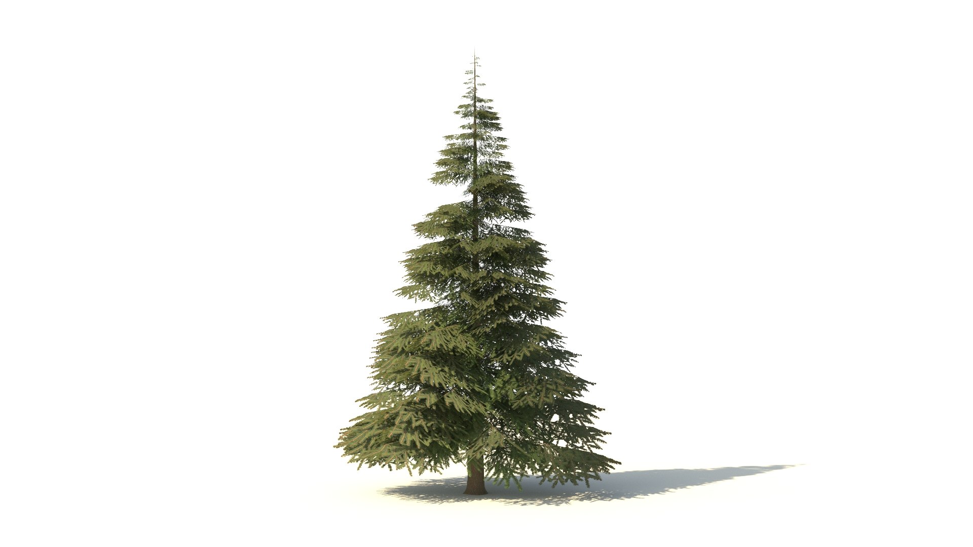 3D Spruce Tree V3 Model - TurboSquid 2317862