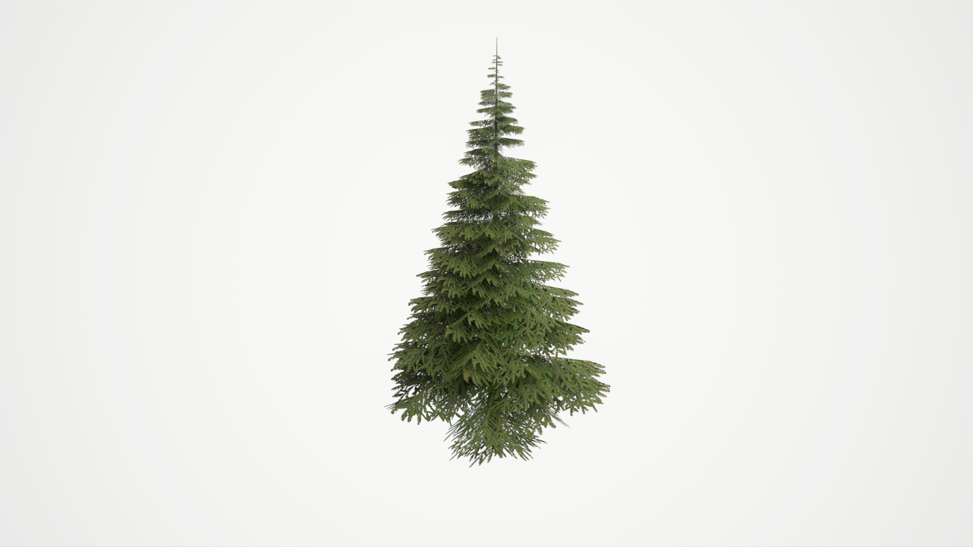 3D Spruce Tree V3 Model - TurboSquid 2317862