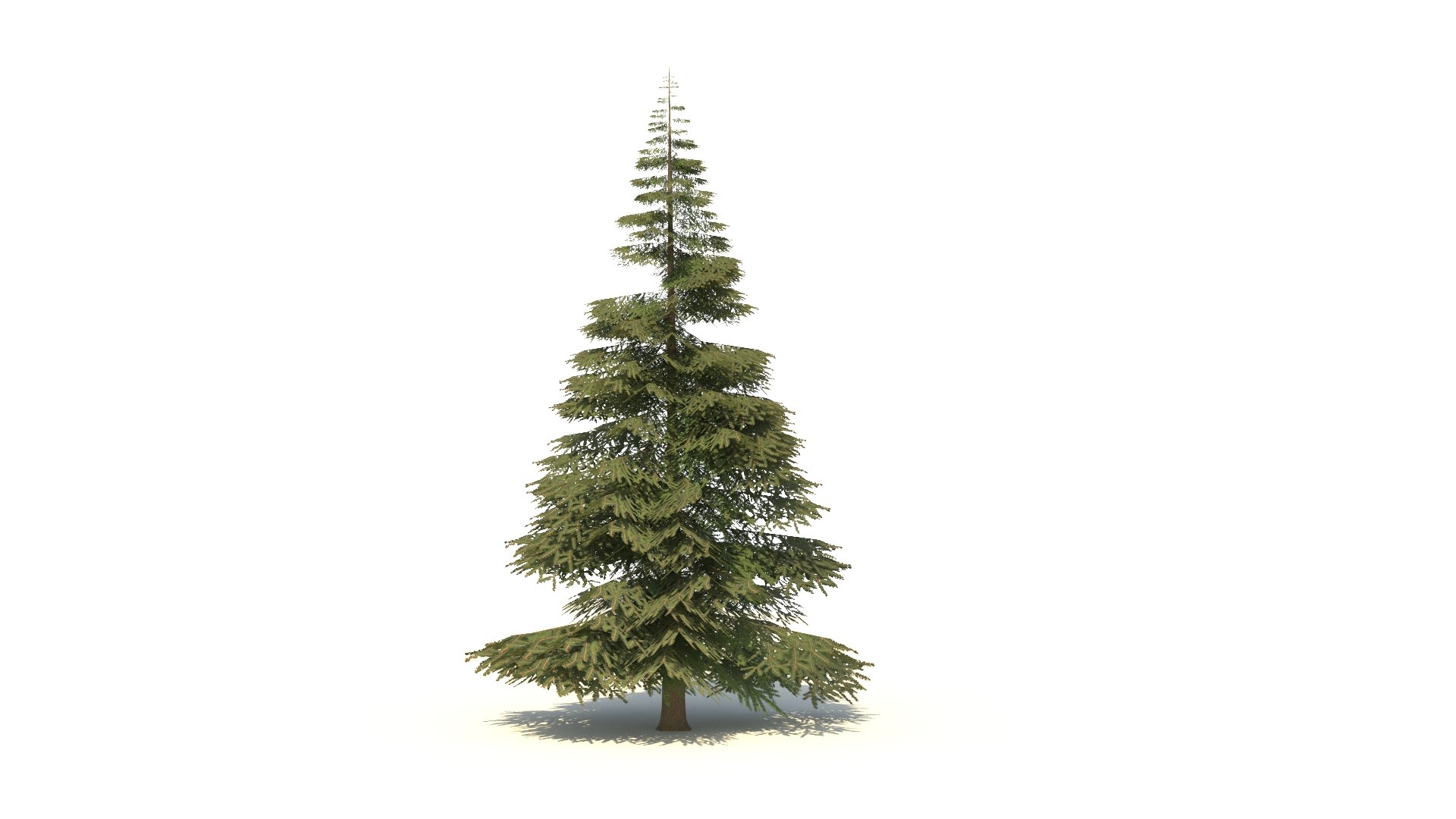 3D Spruce Tree V3 Model - TurboSquid 2317862