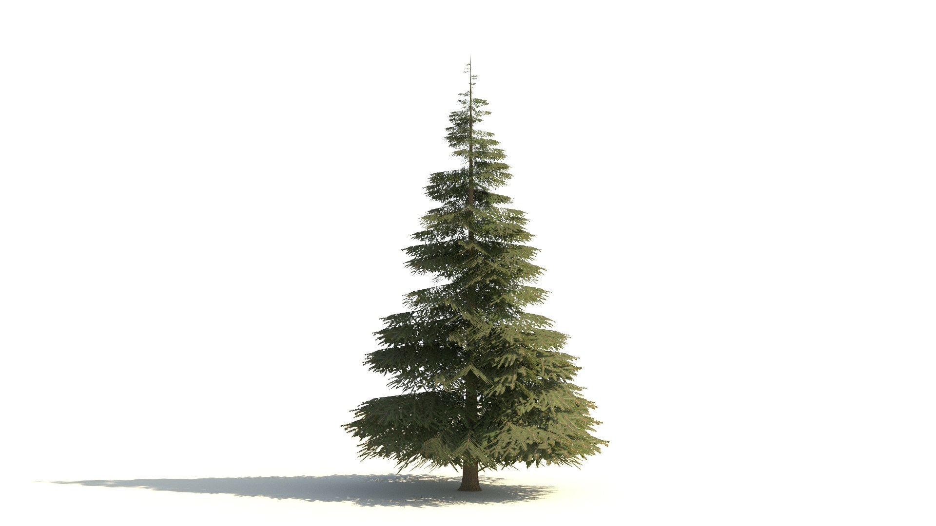 3D Spruce Tree V3 Model - TurboSquid 2317862