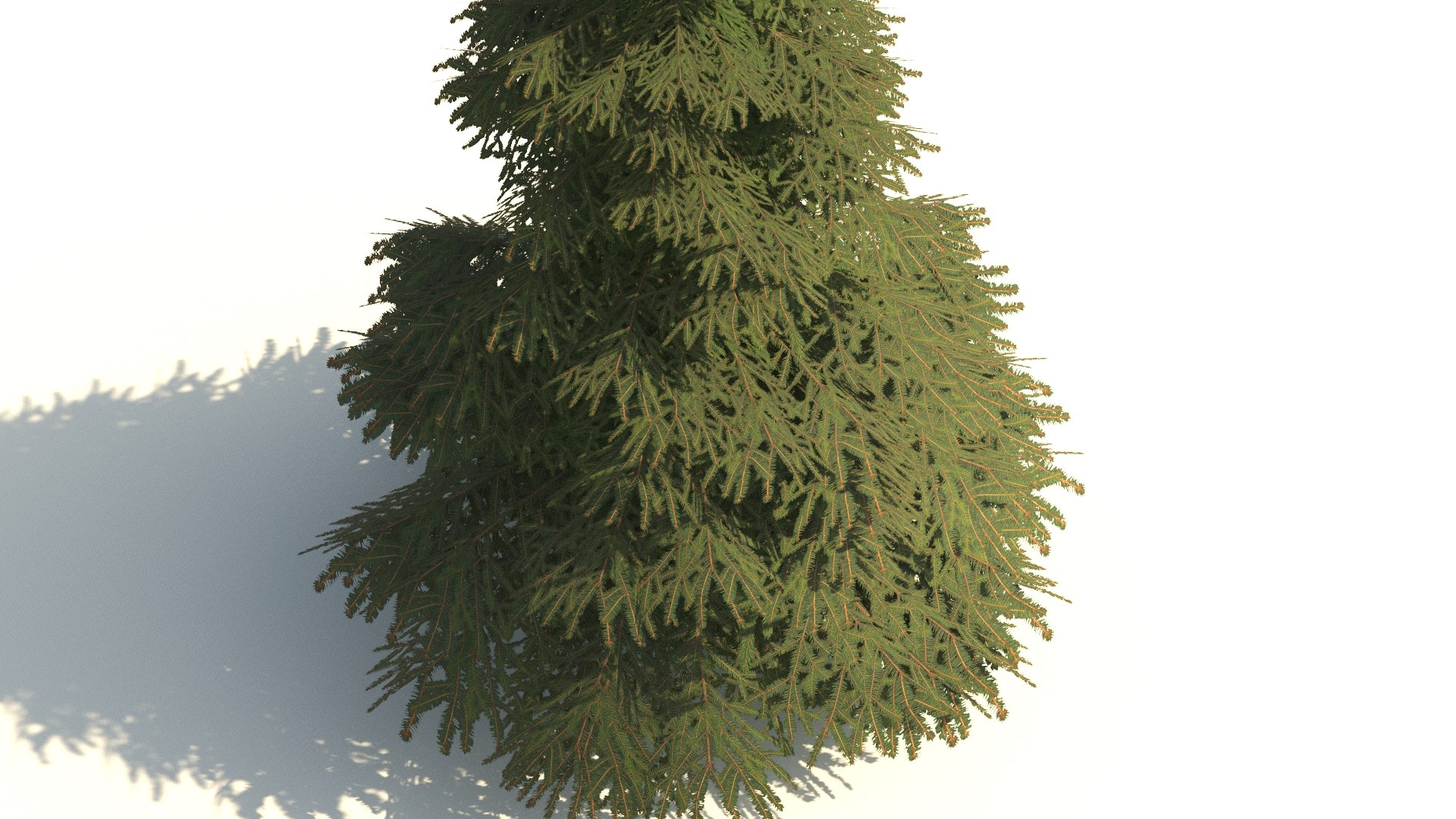 3D Spruce Tree V3 Model - TurboSquid 2317862