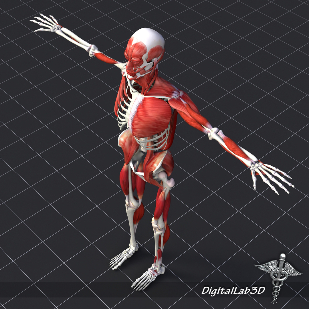 3d human bone muscle structure model