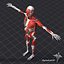 3d Human Bone Muscle Structure Model