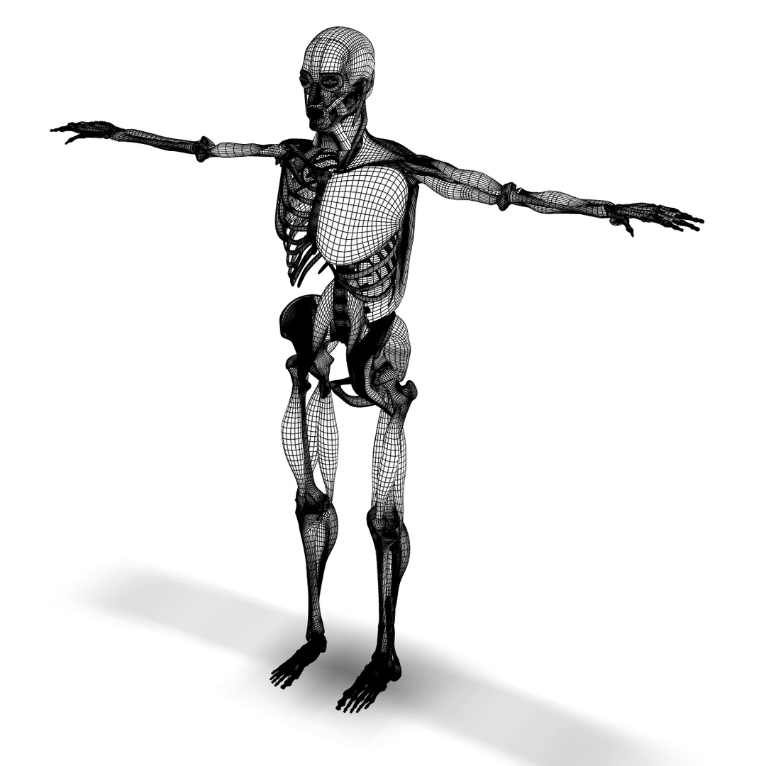 3d human bone muscle structure model