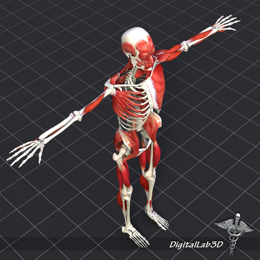 3d Human Bone Muscle Structure Model
