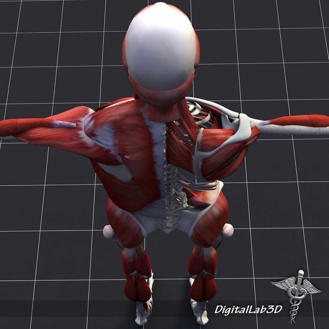 3d Human Bone Muscle Structure Model
