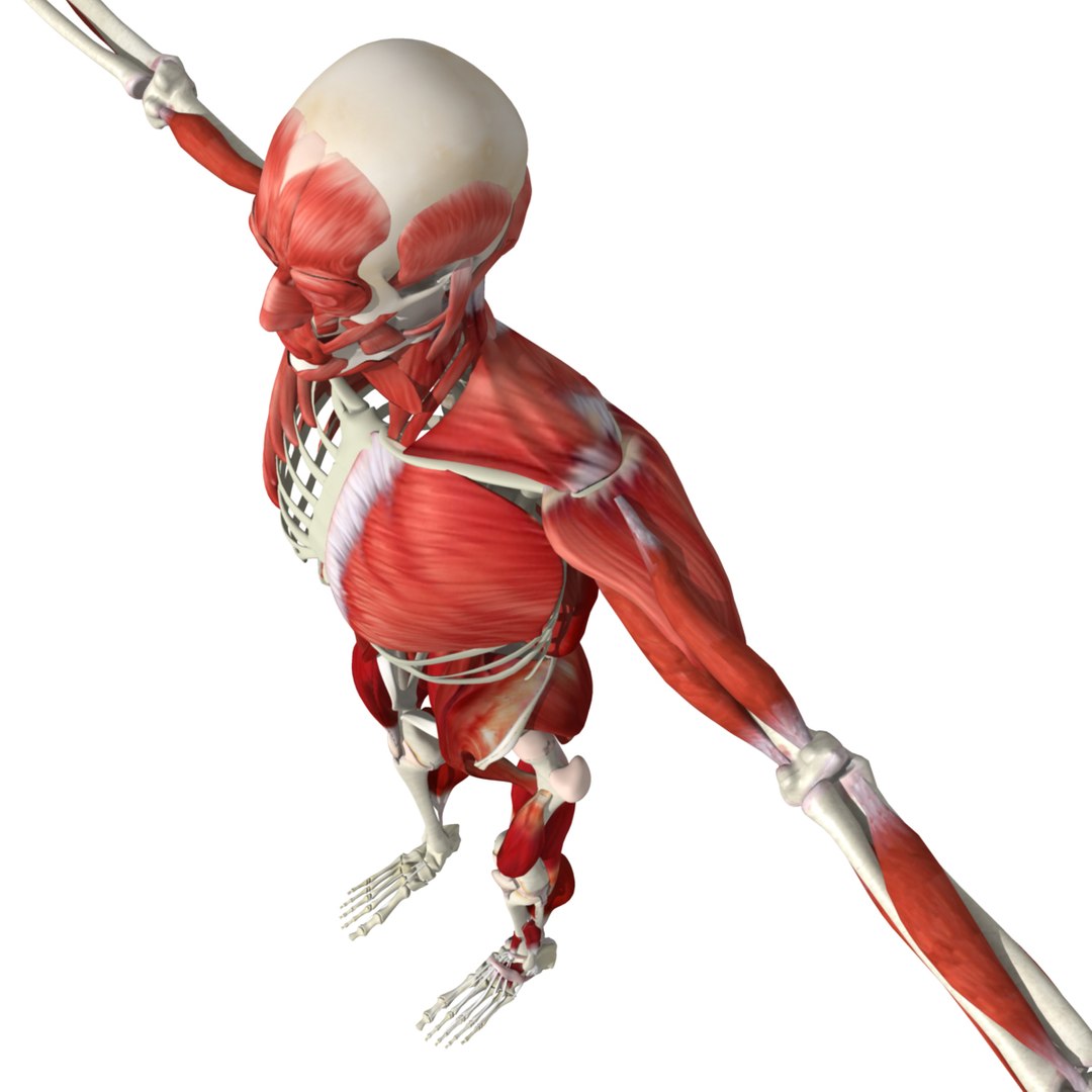 3d Human Bone Muscle Structure Model
