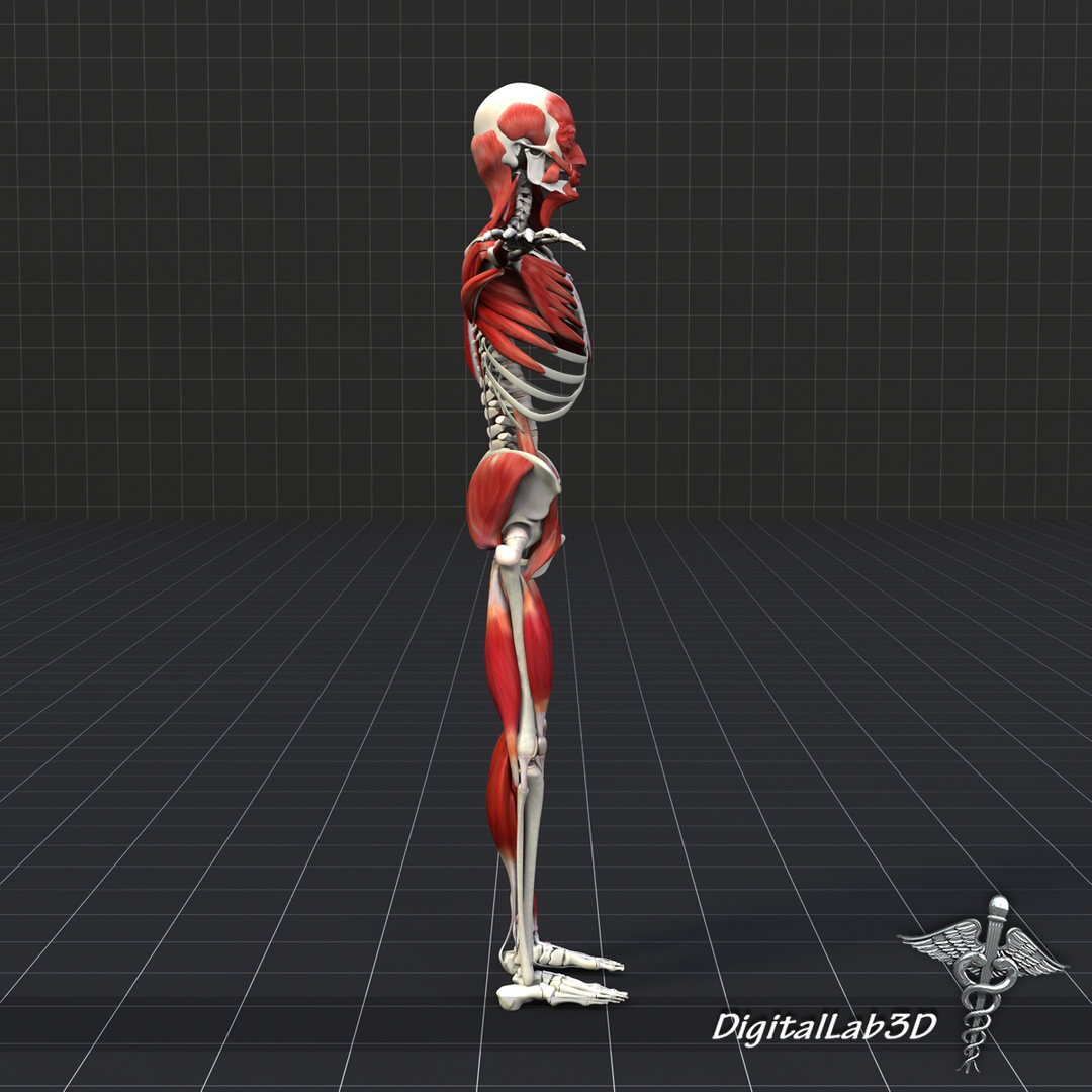 3d human bone muscle structure model