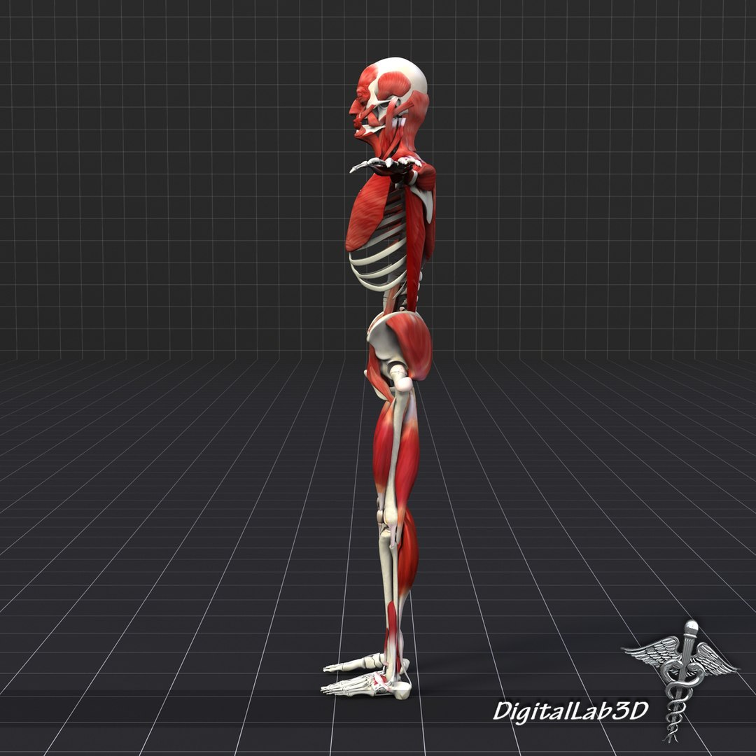 3d Human Bone Muscle Structure Model