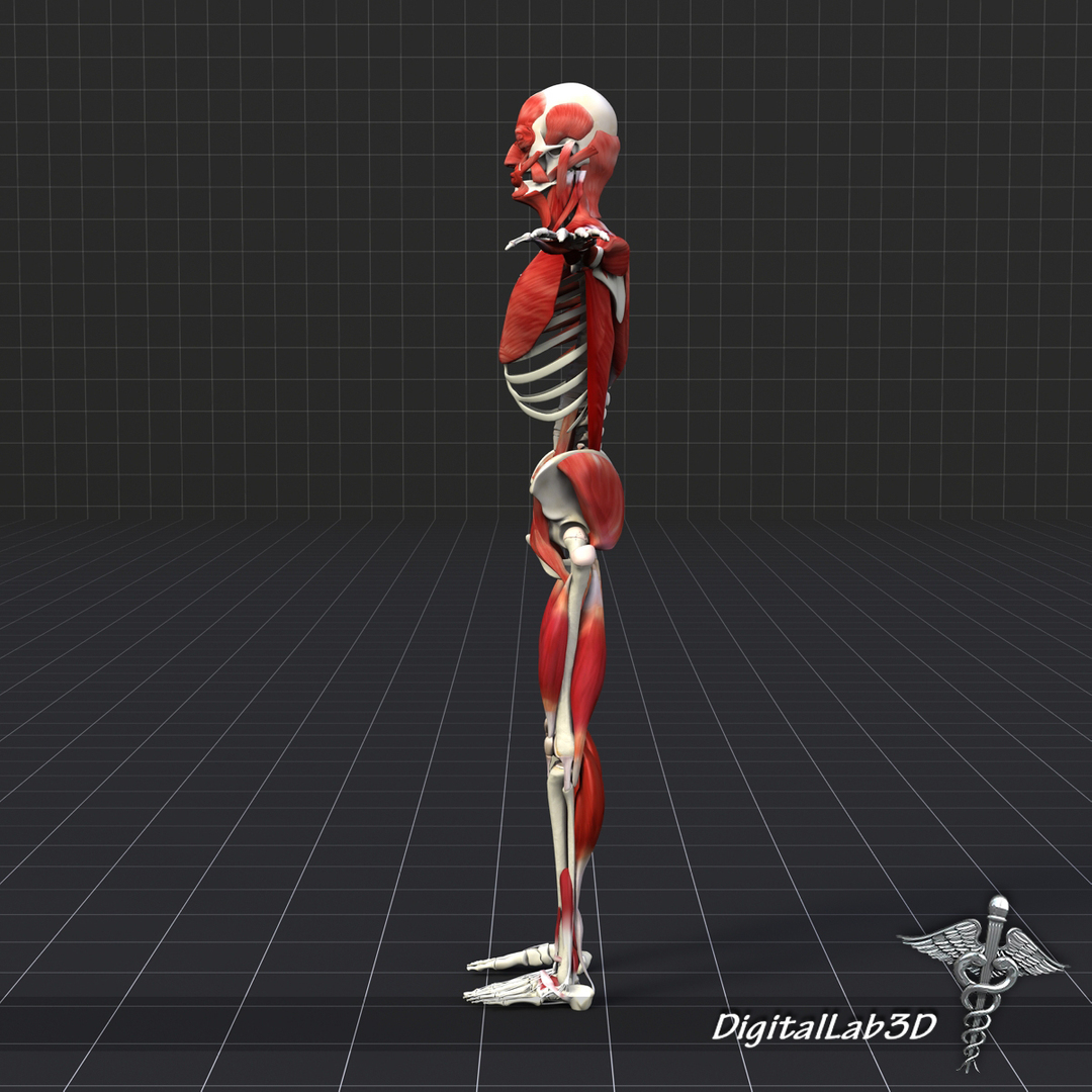 3d human bone muscle structure model