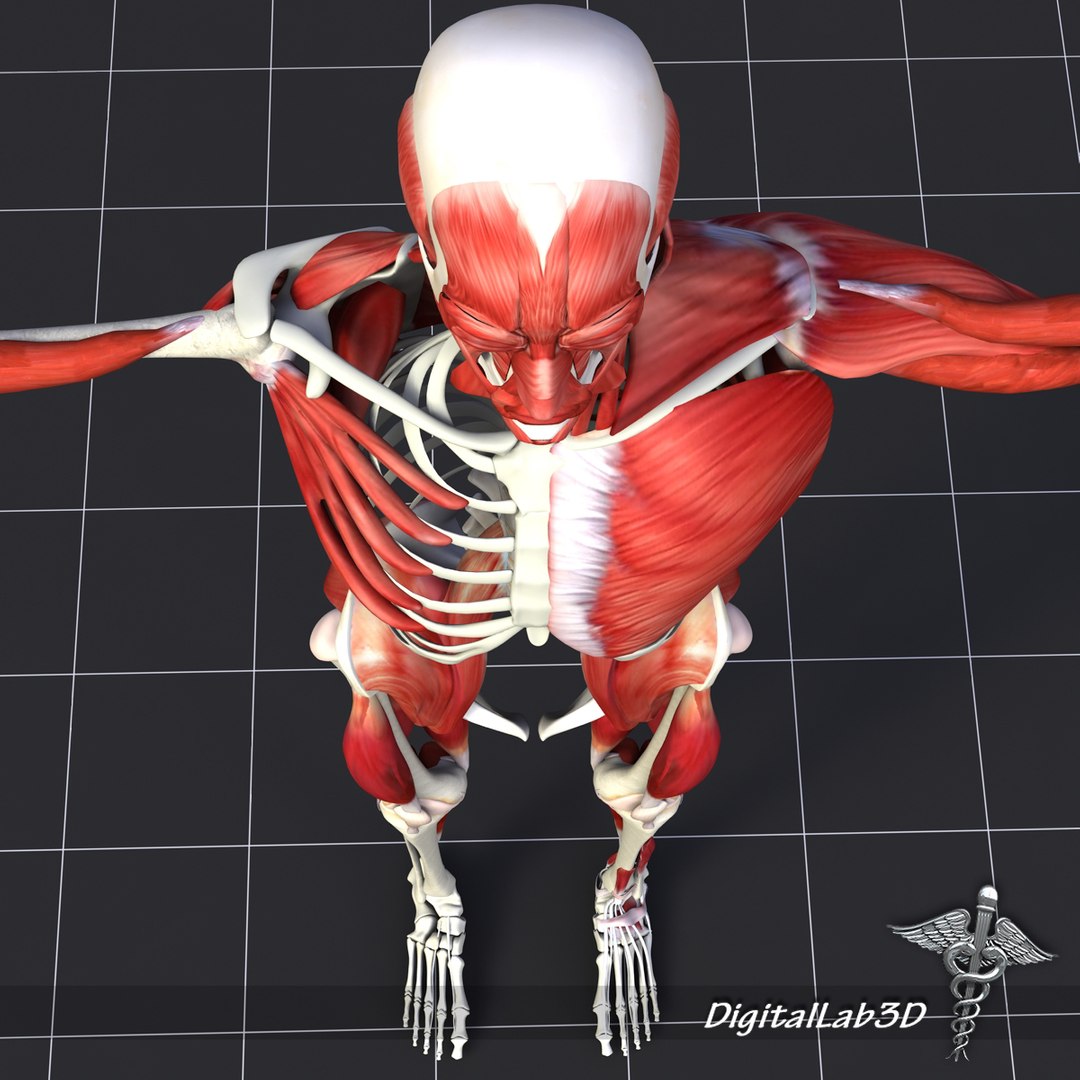 3d Human Bone Muscle Structure Model