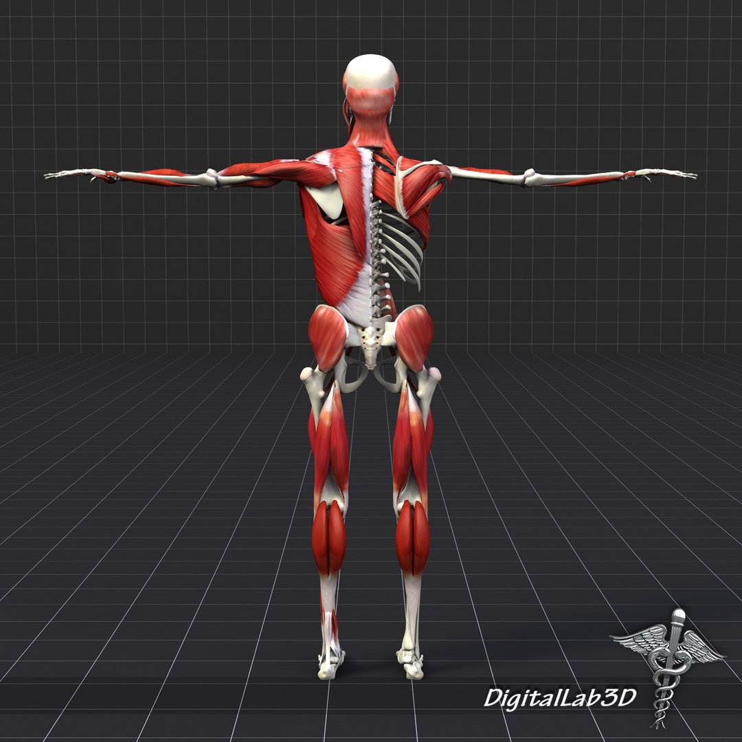 3d Human Bone Muscle Structure Model