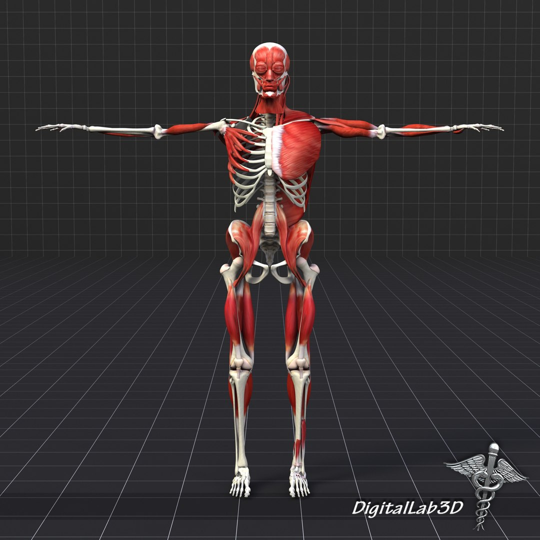 3d Human Bone Muscle Structure Model