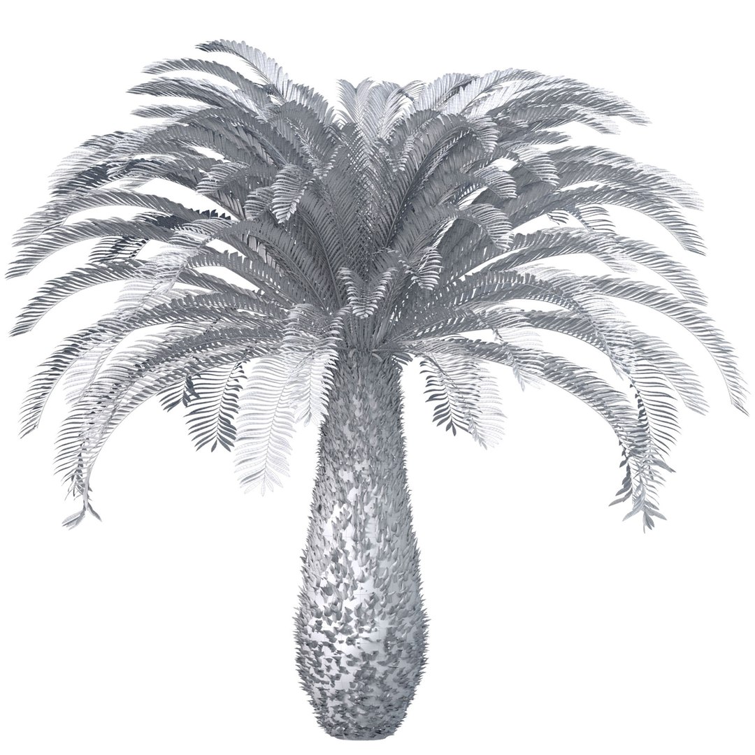 3D Ornamental Evergreen Palm Tree Exotic Tropical - TurboSquid 2275897