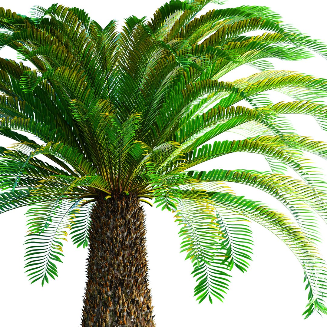 3D Ornamental Evergreen Palm Tree Exotic Tropical - TurboSquid 2275897