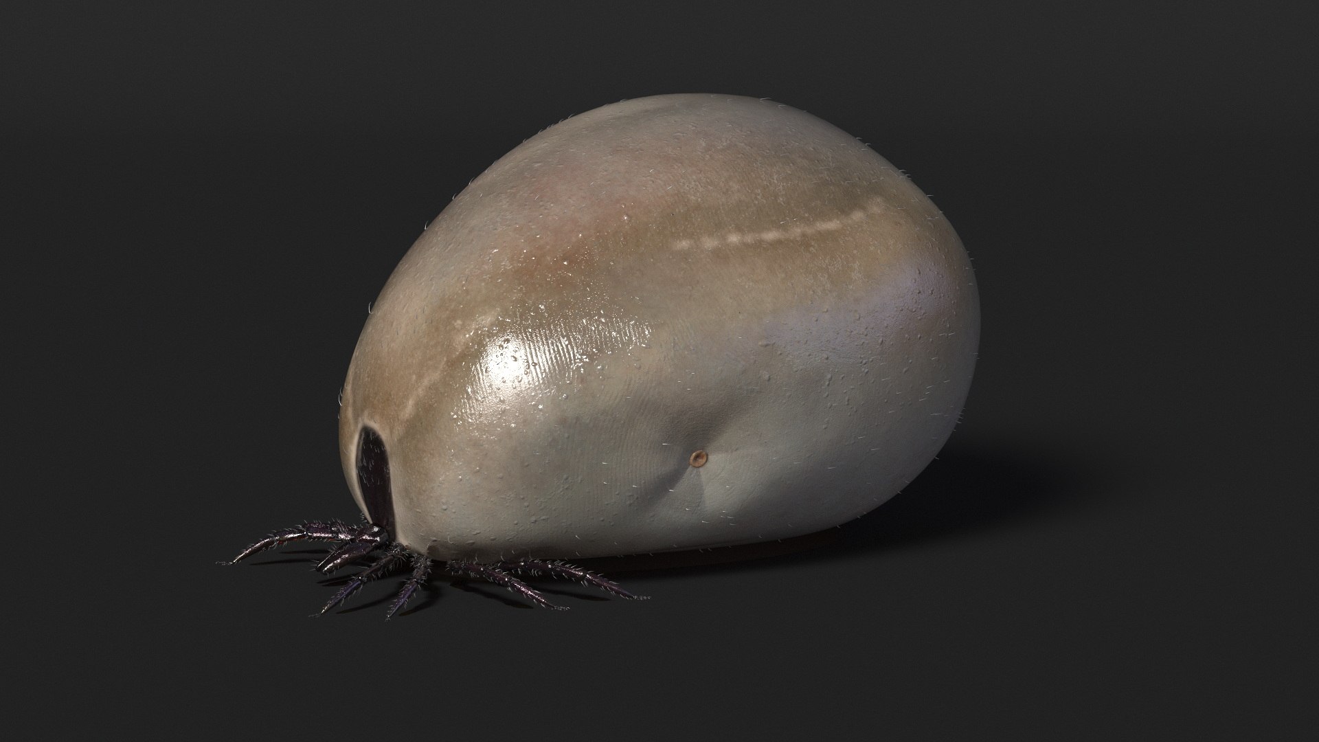 3D Model Swollen Tick Fur - TurboSquid 2335575