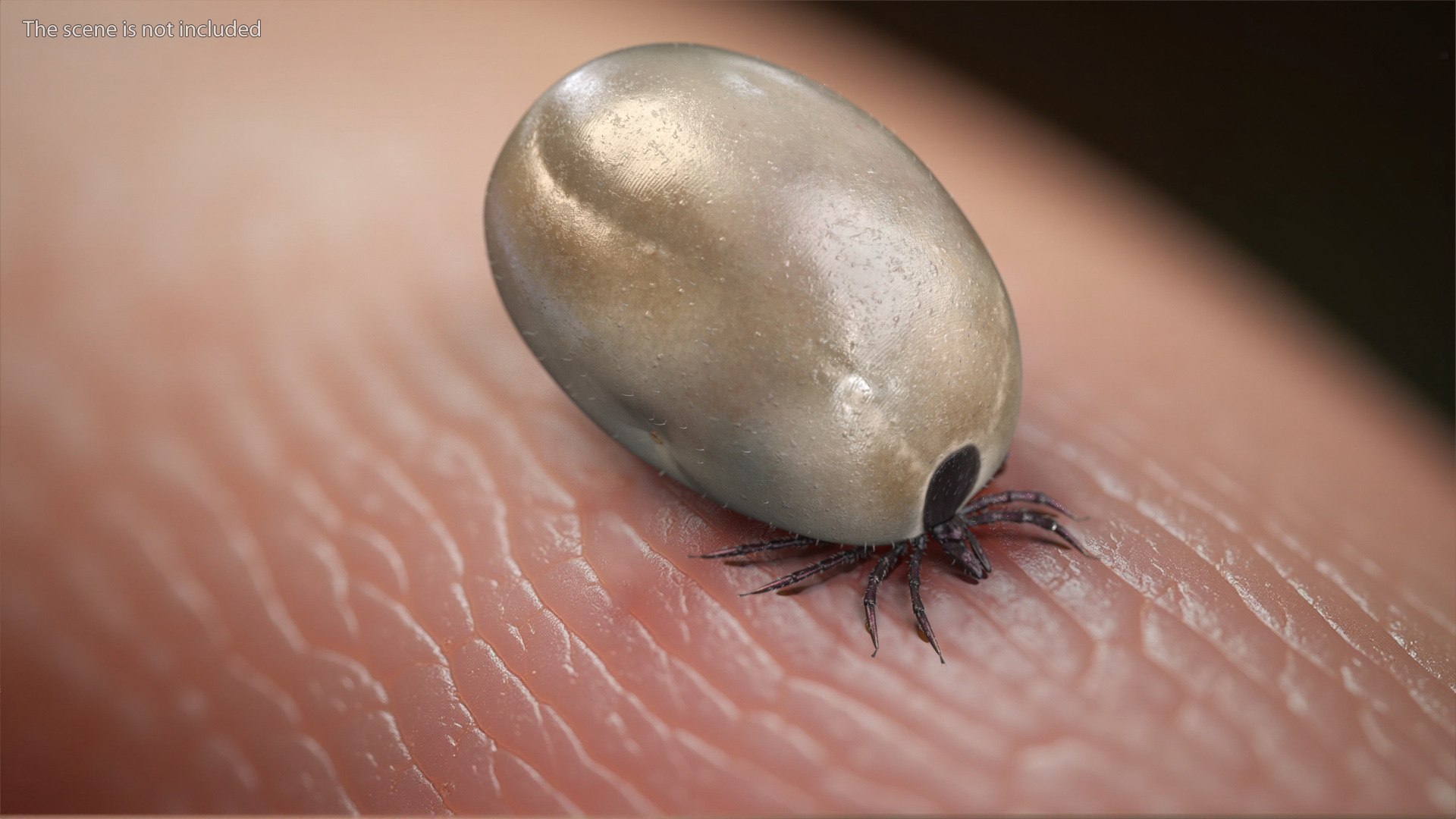 3D Model Swollen Tick Fur - TurboSquid 2335575