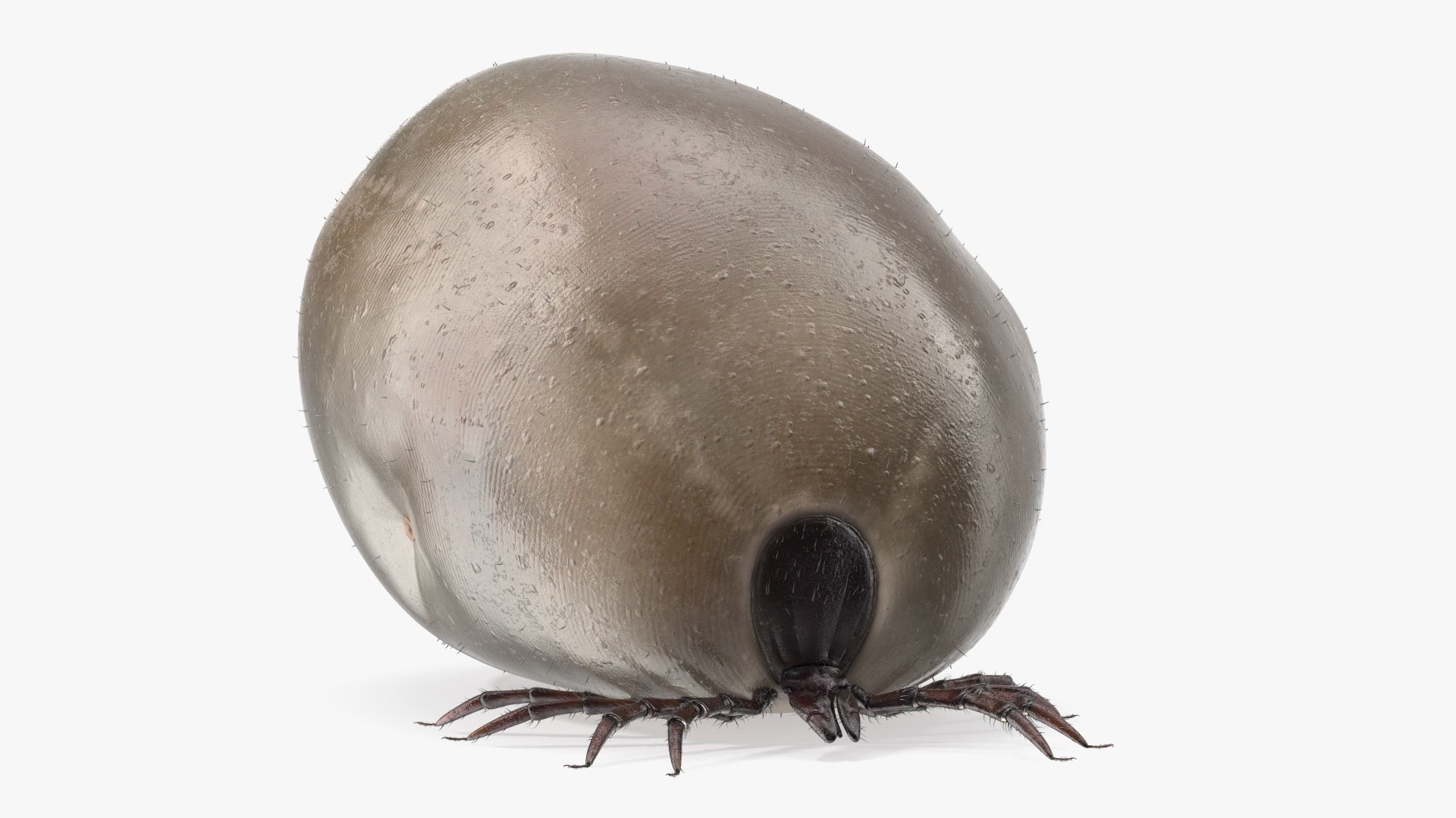 3D Model Swollen Tick Fur - TurboSquid 2335575