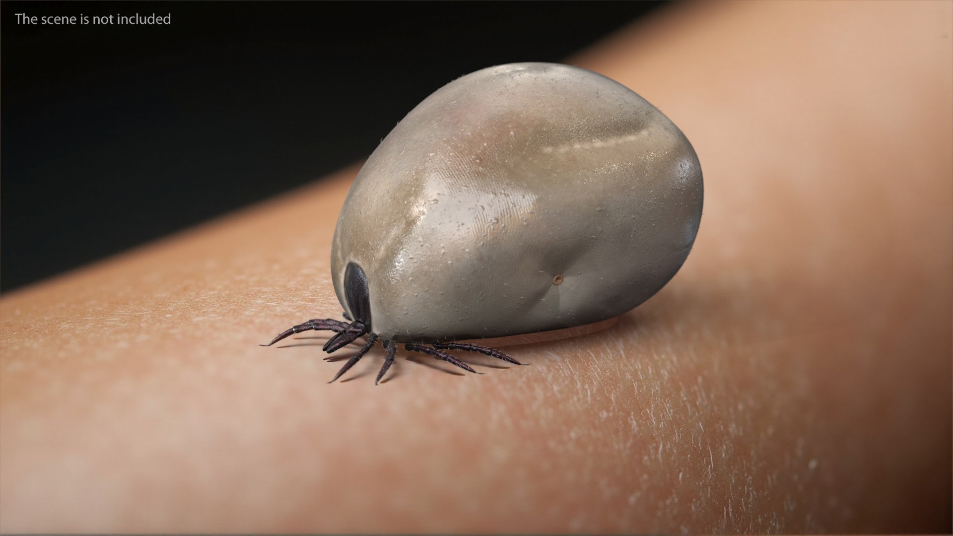 3D Model Swollen Tick Fur - TurboSquid 2335575