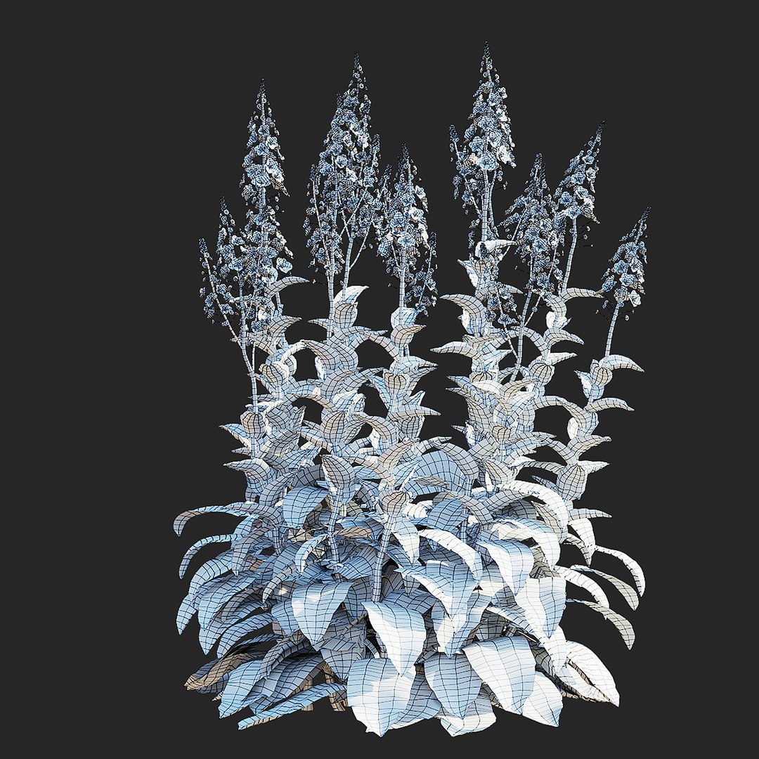 Verbascum Phoeniceum Rosetta 3D Model - TurboSquid 2221000