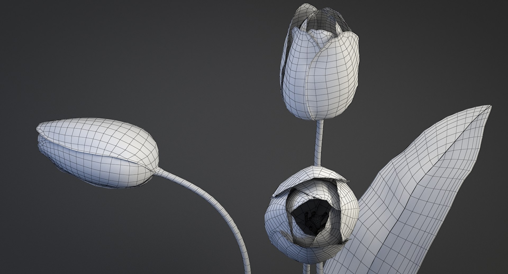 Realistic Tulip Flower 3D - TurboSquid 1223269