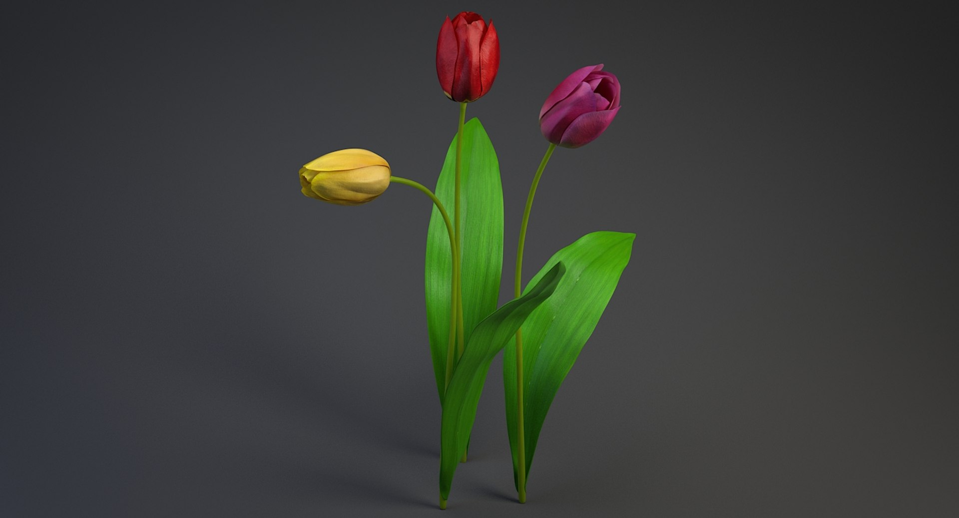 Realistic Tulip Flower 3D - TurboSquid 1223269
