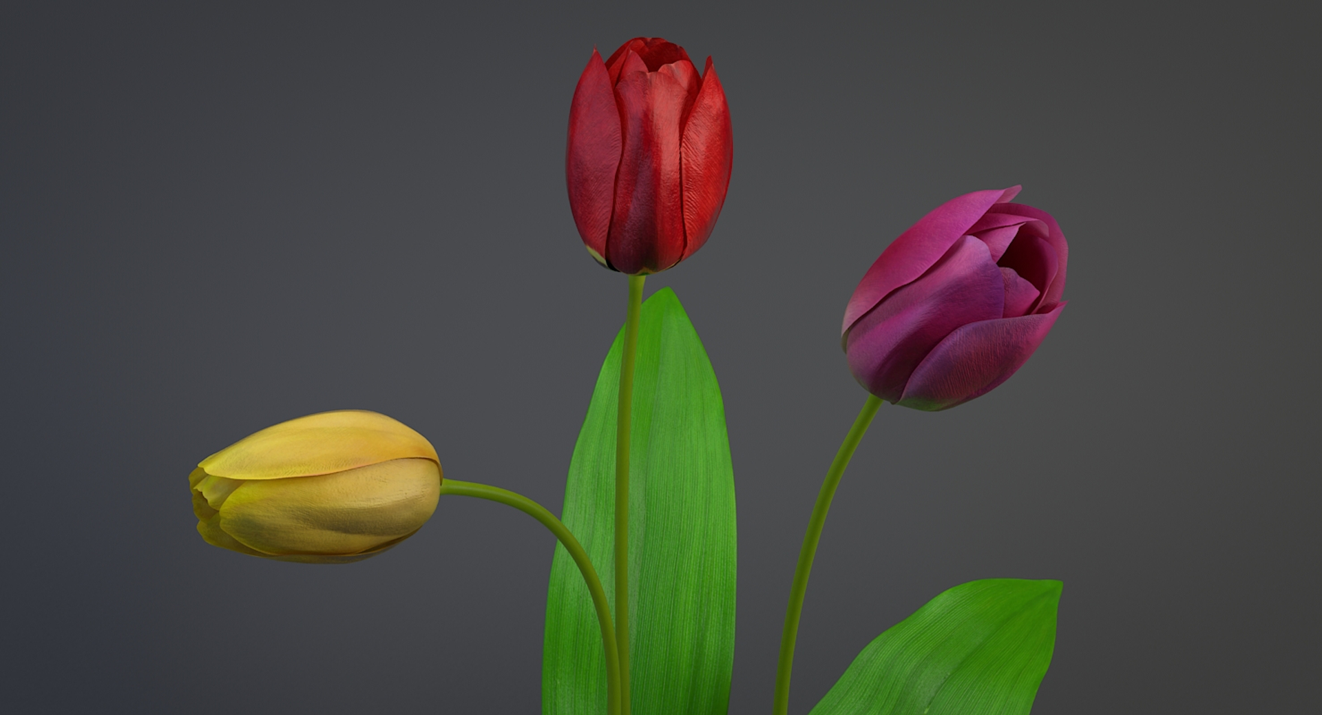 Realistic Tulip Flower 3D - TurboSquid 1223269