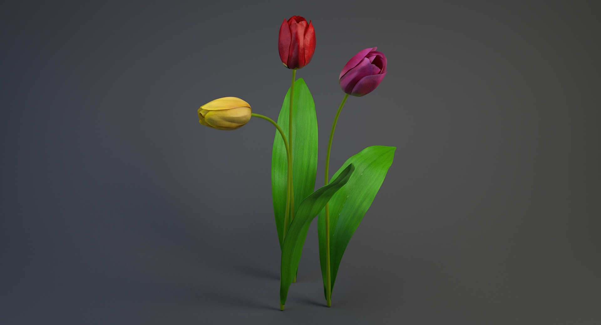 Realistic Tulip Flower 3D - TurboSquid 1223269