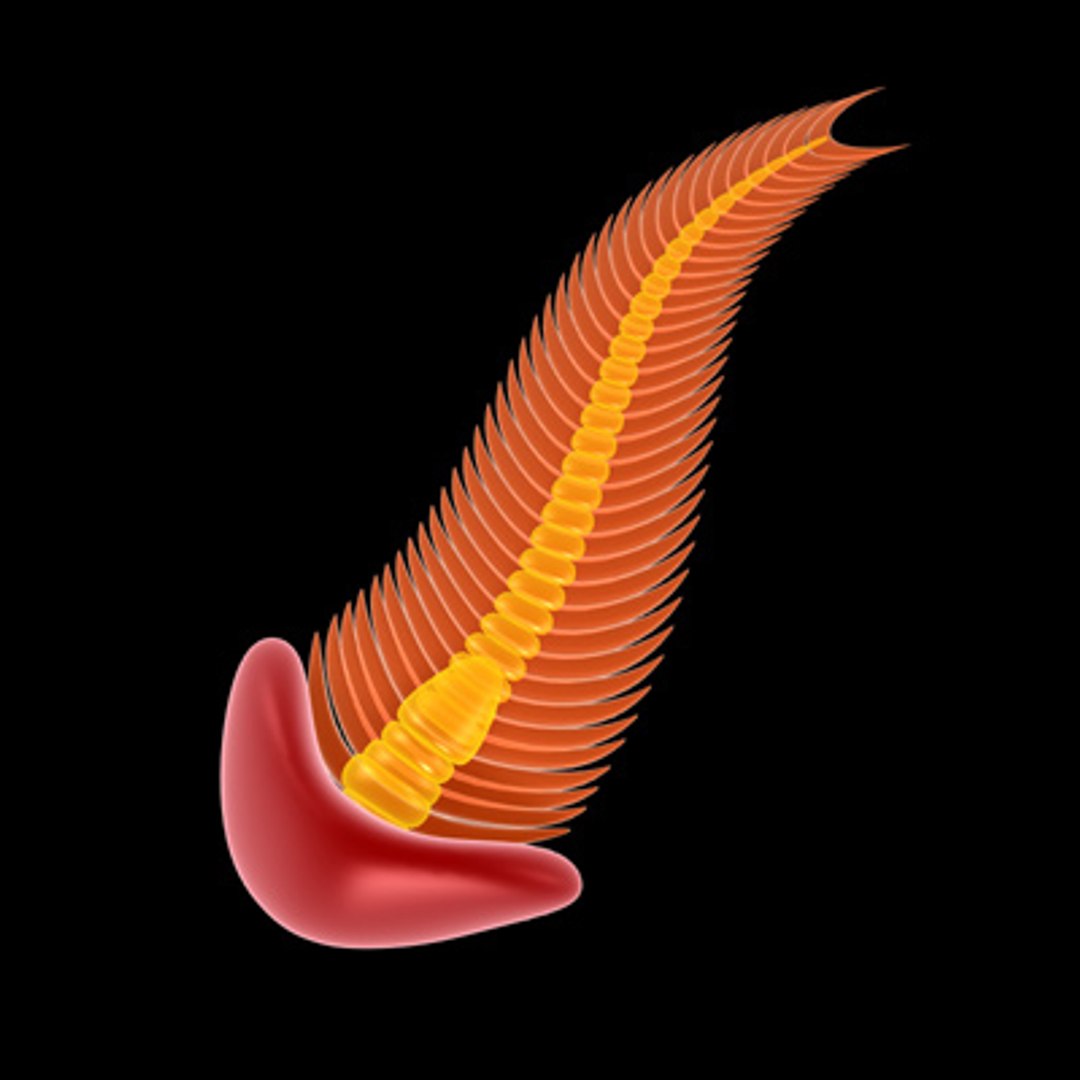 Spriggina Ediacaran Curve 3d Model