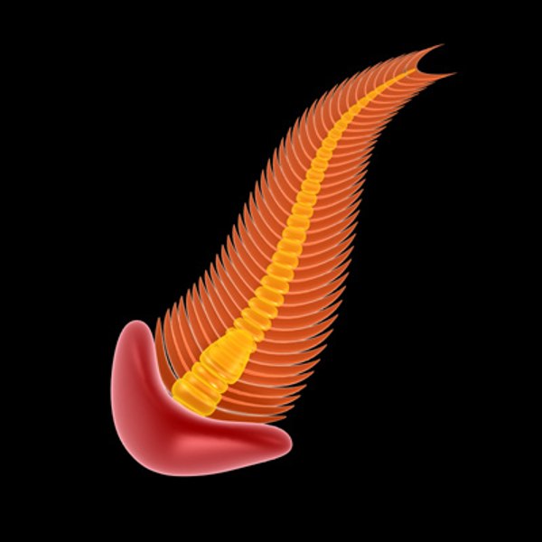 spriggina ediacaran curve 3d model