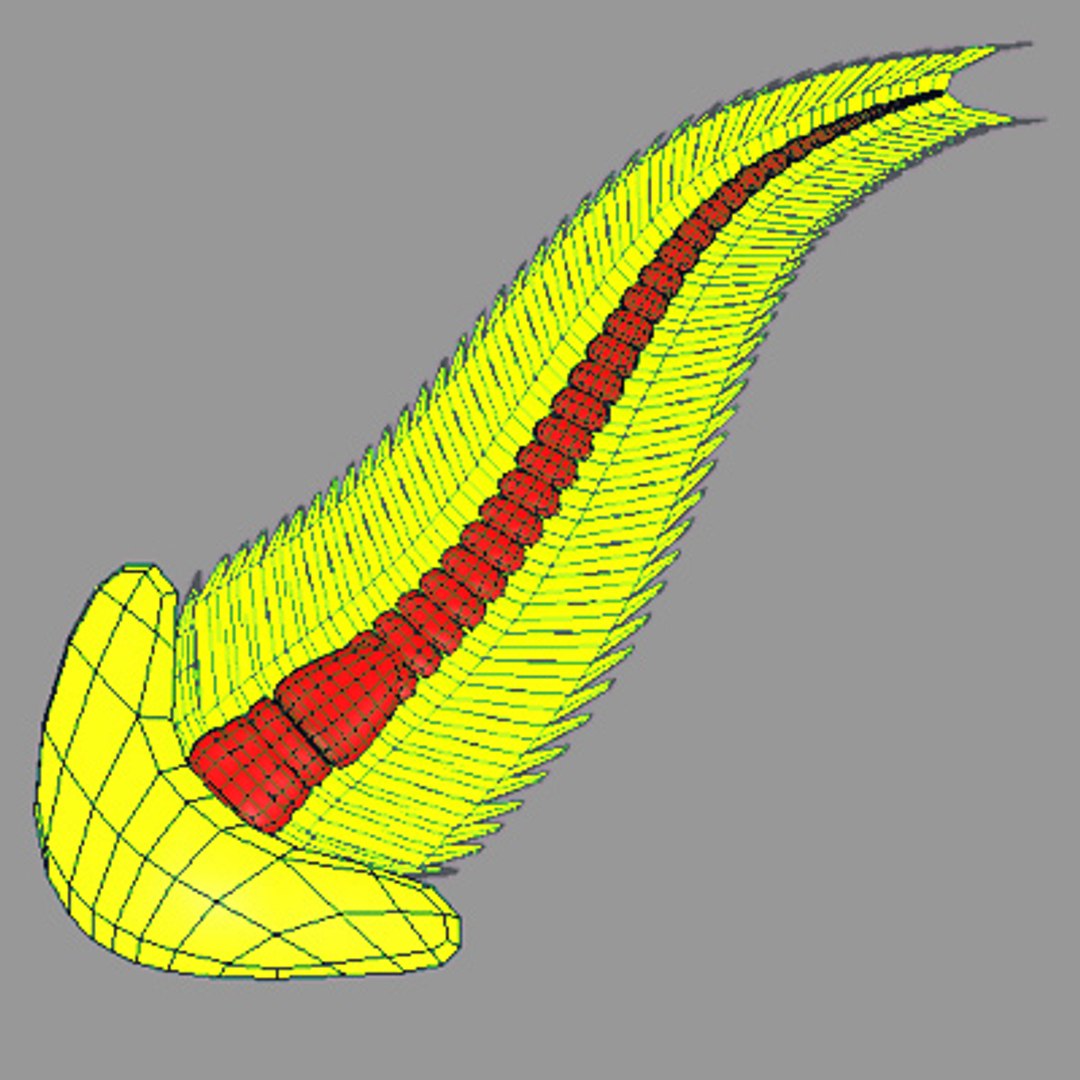 Spriggina Ediacaran Curve 3d Model